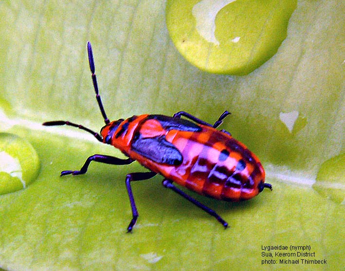 Papua Insects Foundation (Hemiptera/Heteroptera)